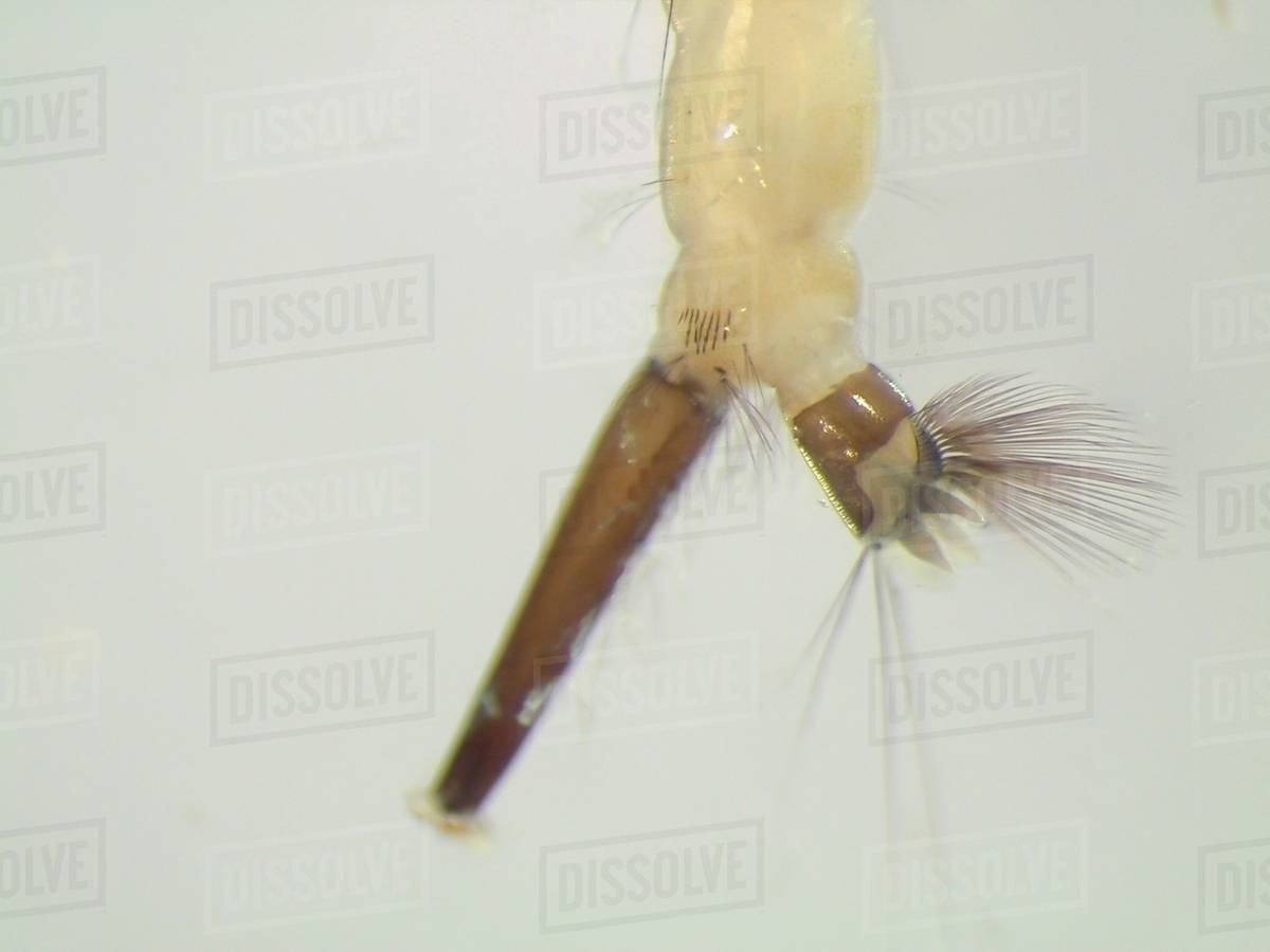 Mosquito larva under a microscope - Royalty-free Stock Photo | Dissolve