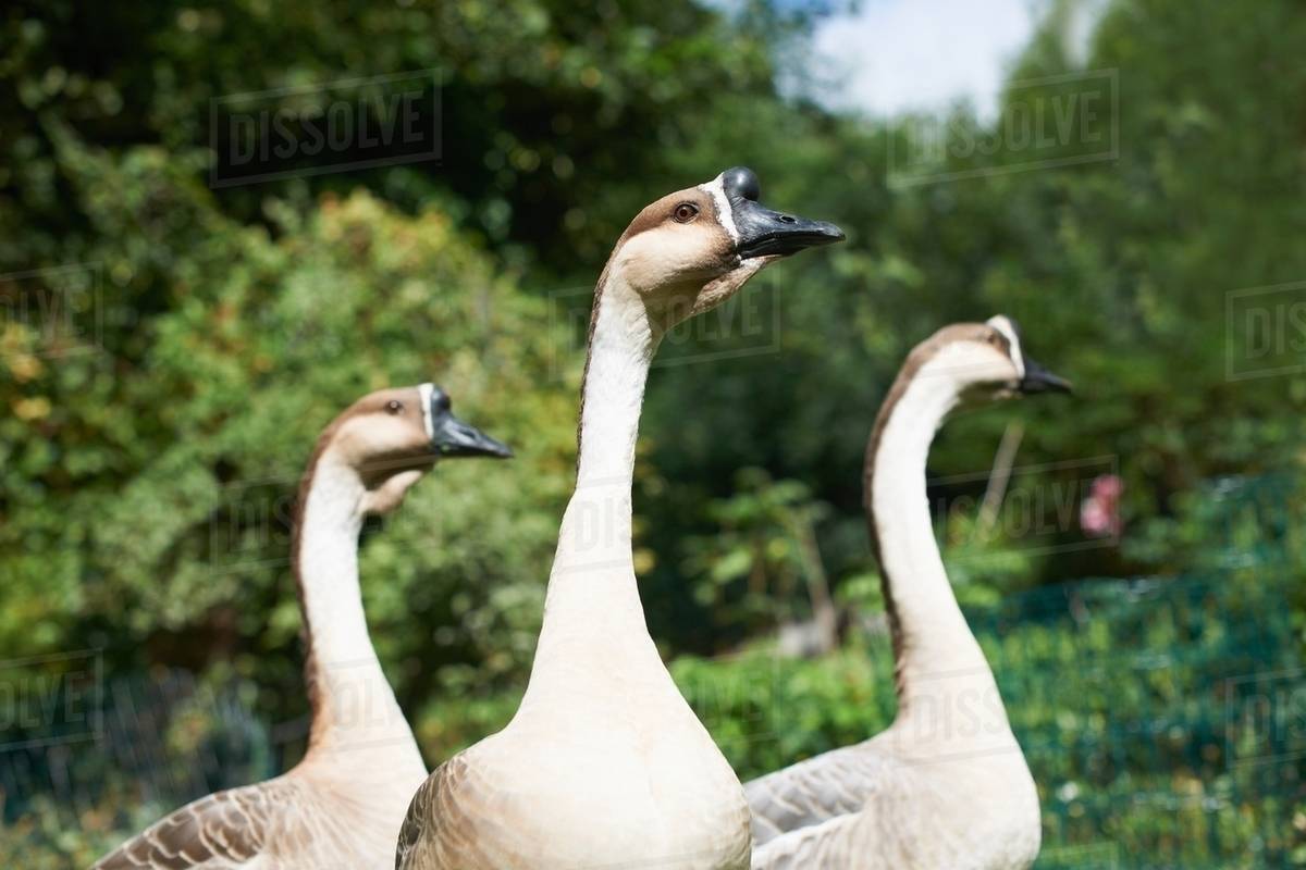 Close up of three chinese geese in park - Stock Photo - Dissolve