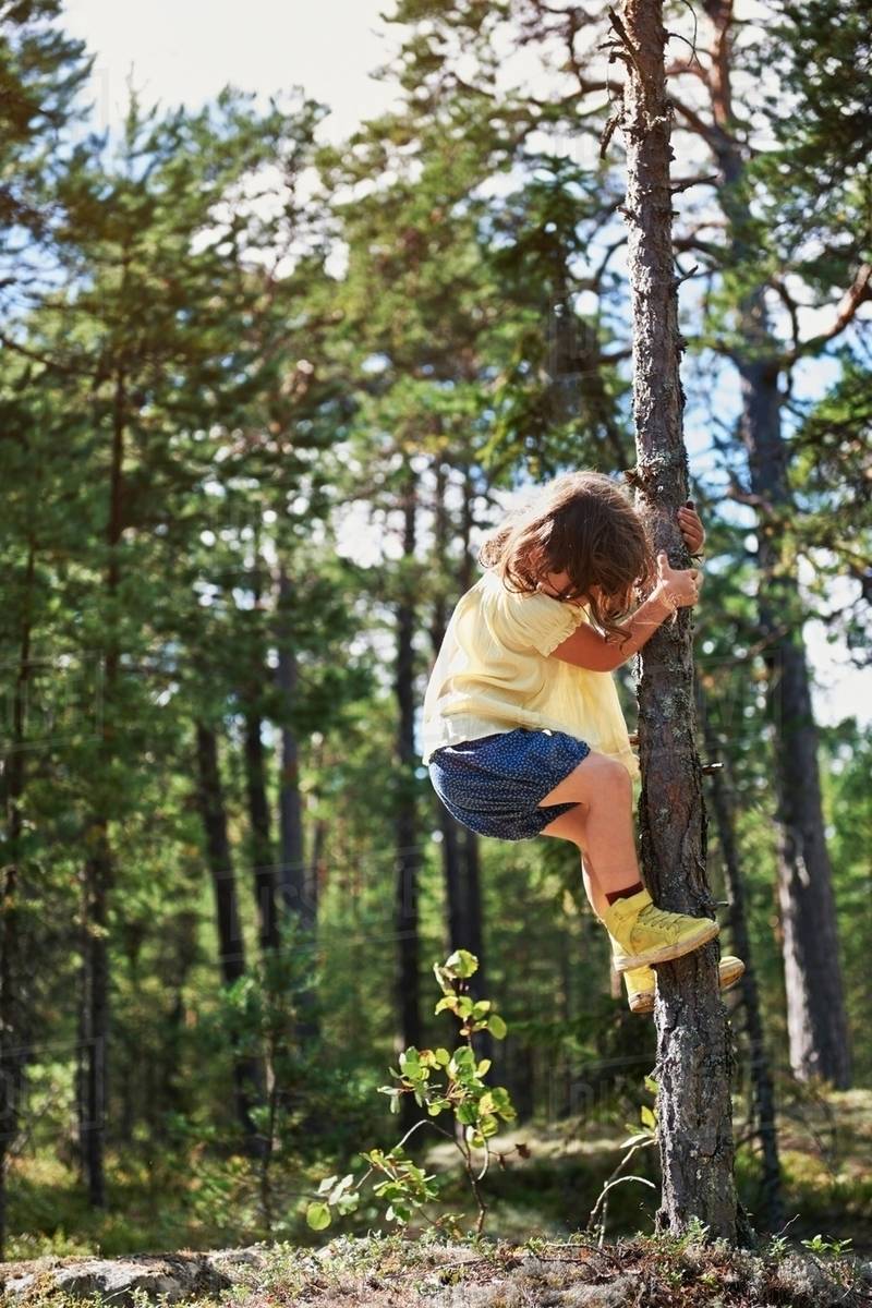 Girl climbing tree - Stock Photo - Dissolve