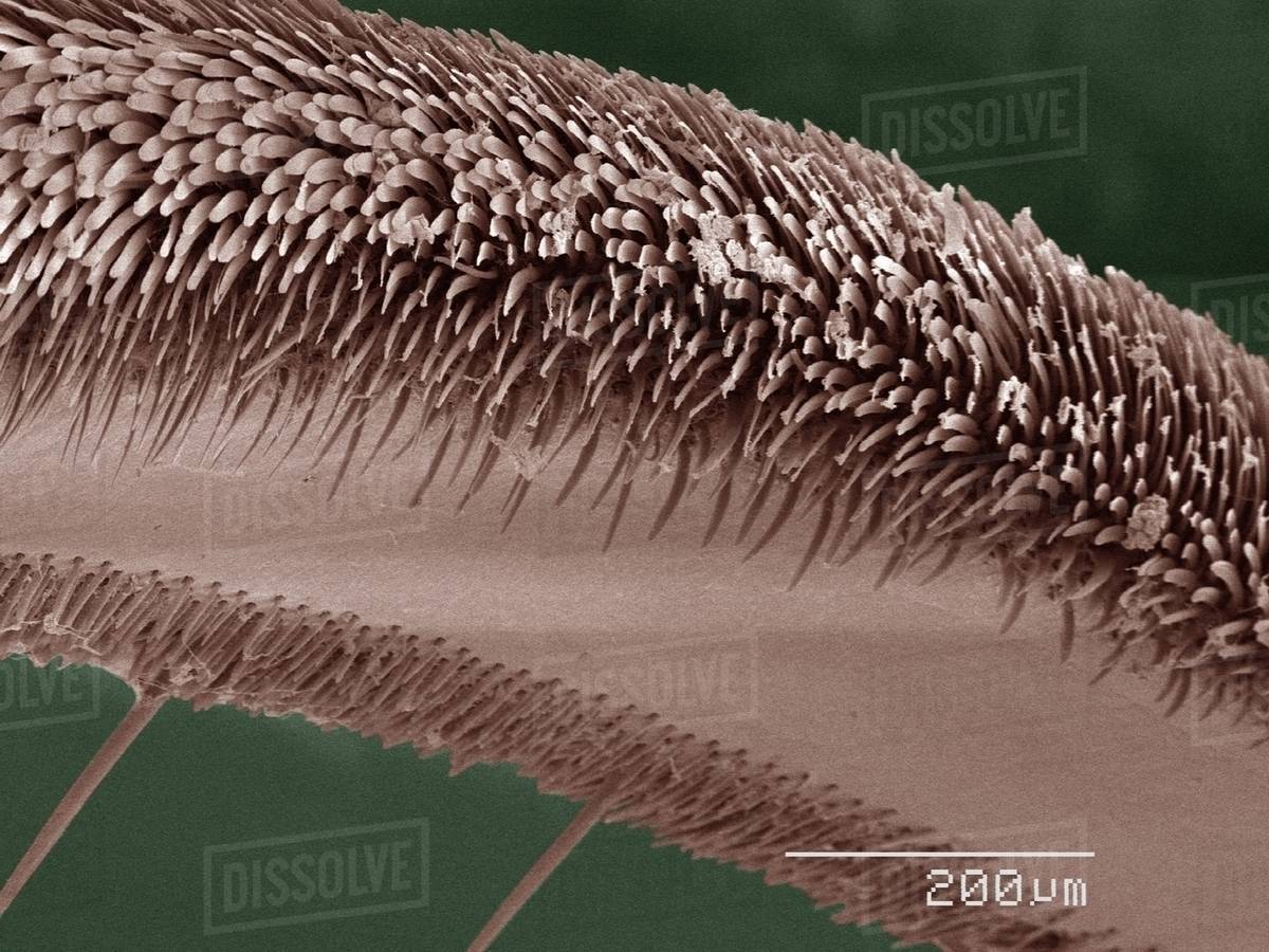 Coloured SEM of backswimmer (Notonectidae) leg - Royalty-free Stock ...