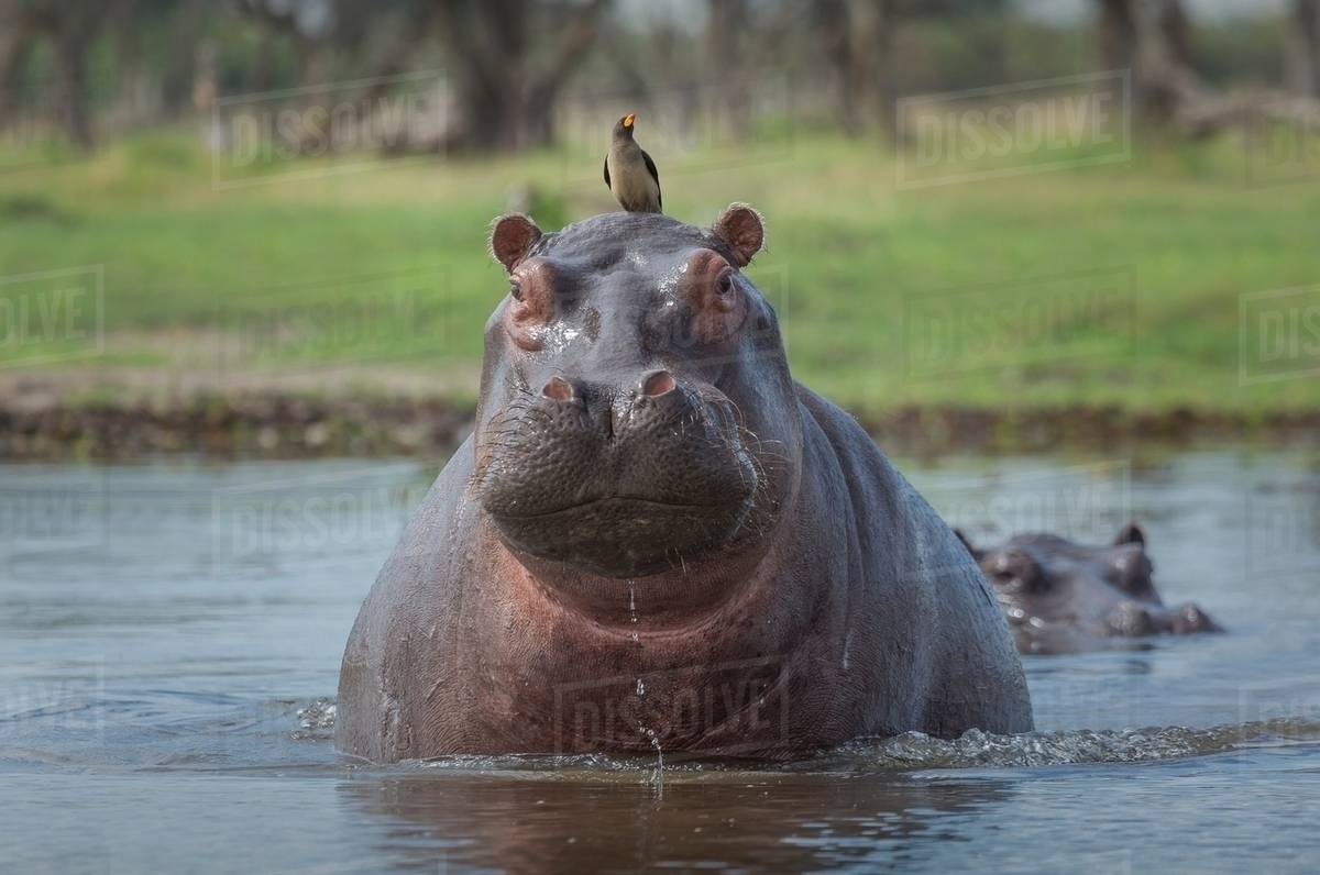 Oxpecker on Hippo's head (Hippopotamus amphibius) - Royalty-free Stock ...