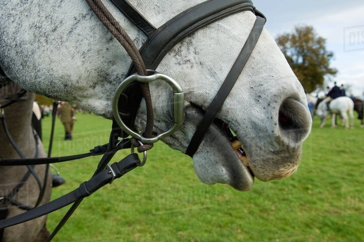 Close up cropped shot of horse and bridle - Royalty-free Stock Photo ...