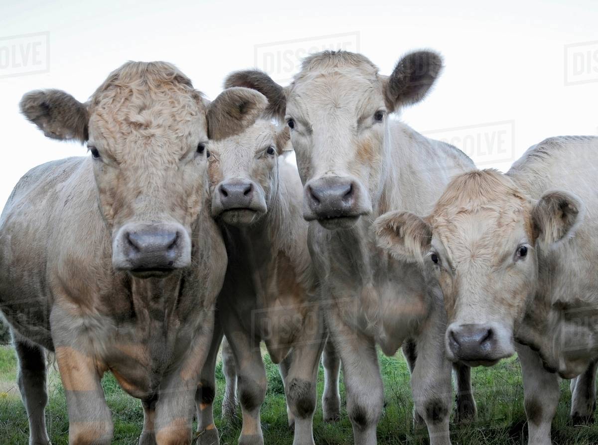Cows standing together in pasture - Royalty-free Stock Photo | Dissolve