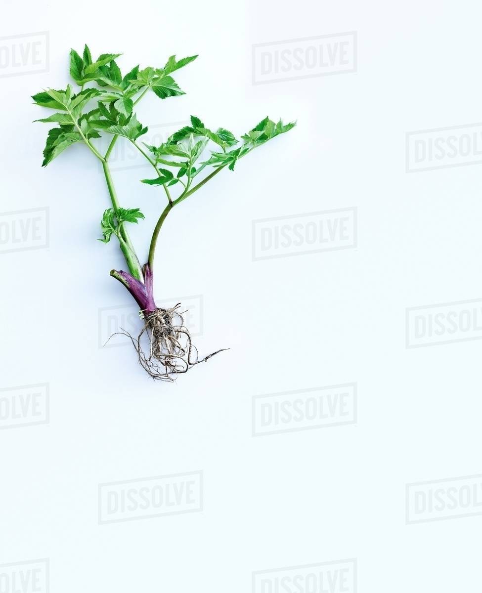 Herb stems, leaves and roots - Royalty-free Stock Photo | Dissolve