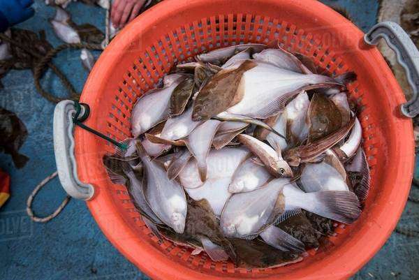 Sample catch of fish on deck of research ship - Stock Photo - Dissolve