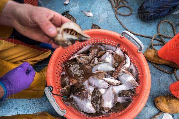 Sample catch of fish on research ship - Stock Photo - Dissolve