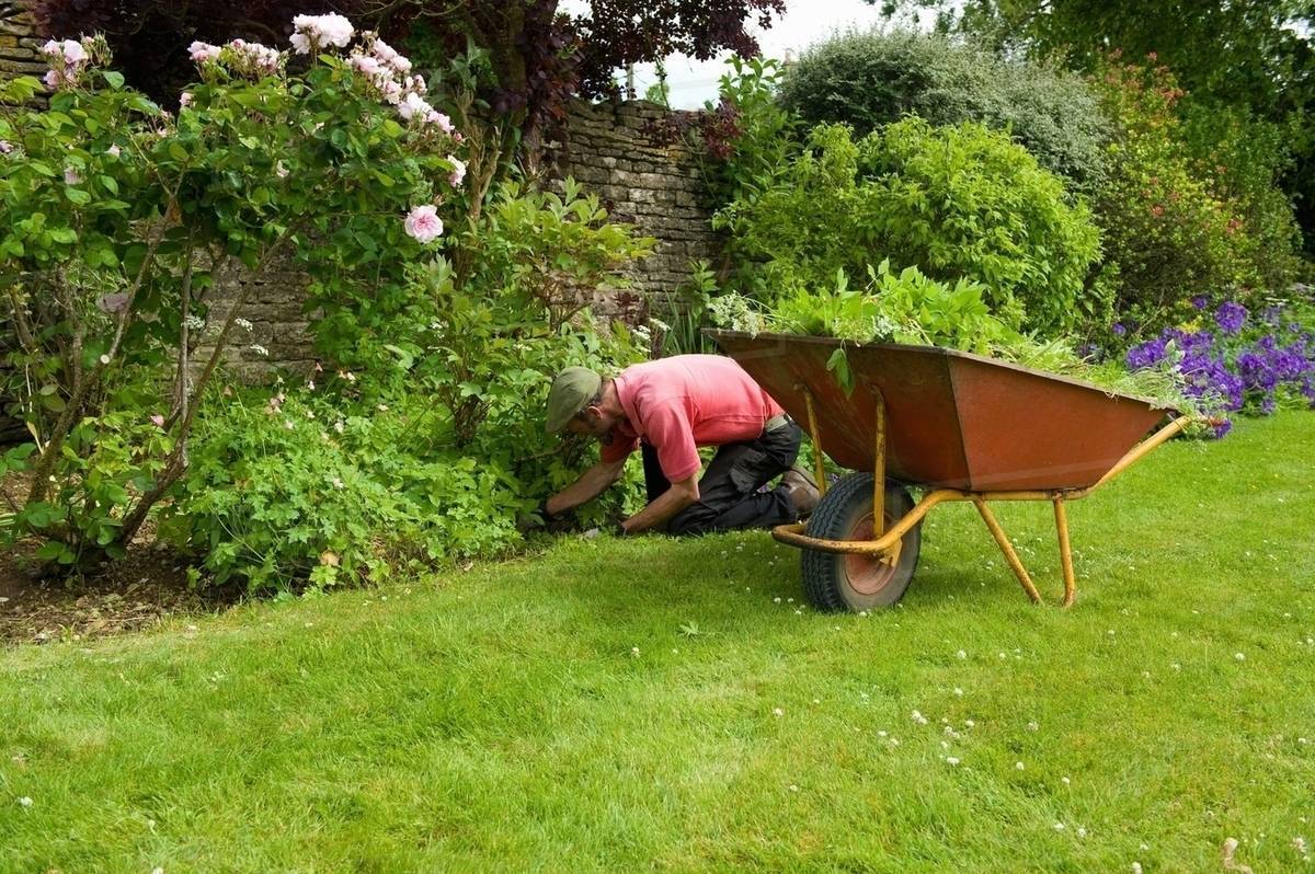 Gardener working in garden - Stock Photo - Dissolve
