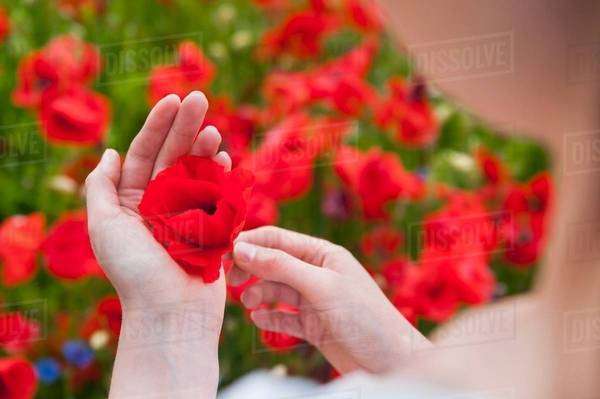 Mid adult woman in poppy field, holding poppy in hand, focus on hands ...