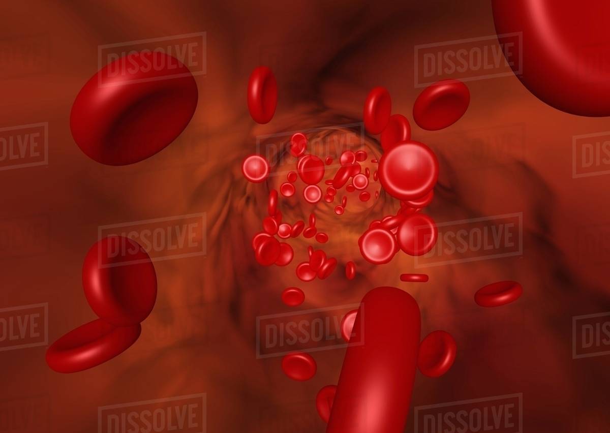 3D illustration showing the red blood cell flow in a vessel - Royalty ...