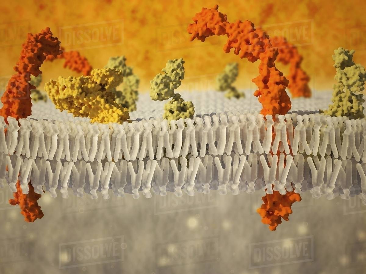 Phospholipid bilayer of the cell membrane. Computer graphic showing the ...