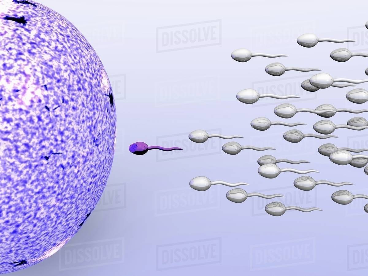 Illustration of male sperm cells fertilizing a female egg - Stock Photo ...