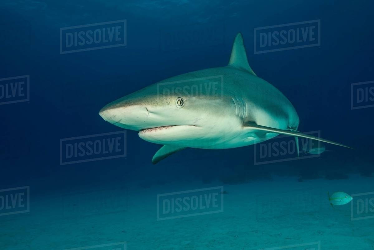 Underwater portrait of reef shark above seabed, Tiger Beach, Bahamas ...
