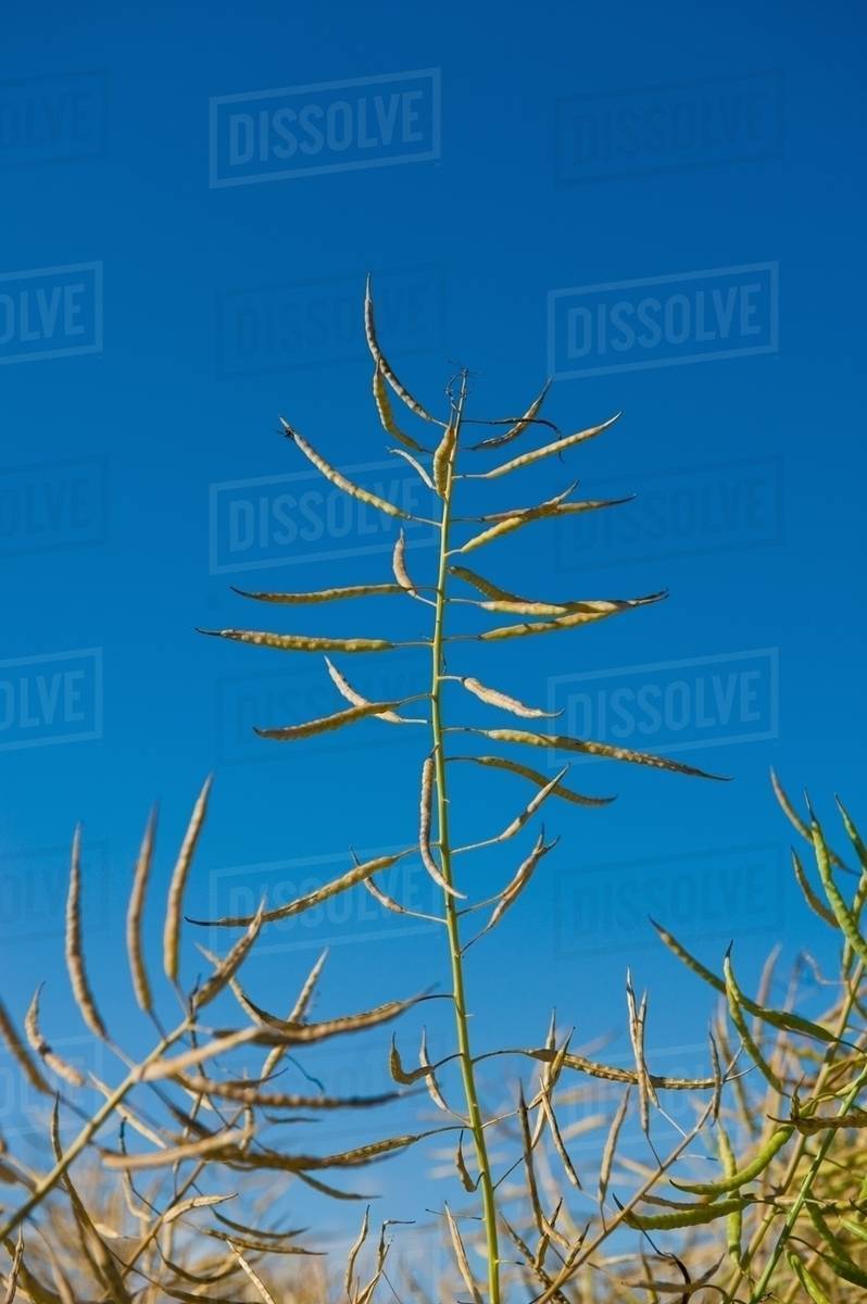 Plant with seed pods against blue sky - Royalty-free Stock Photo | Dissolve
