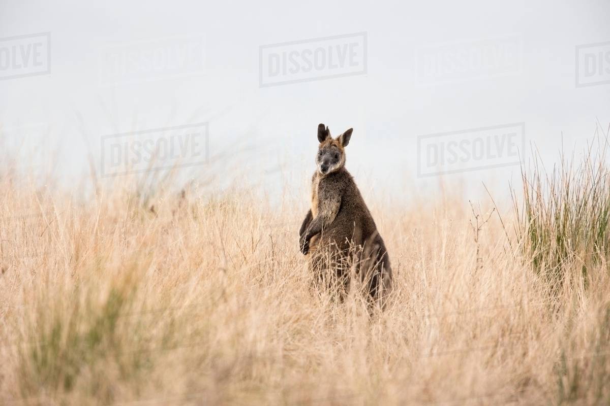 Side view of Swamp Wallaby (Wallabia bicolor) looking at camera ...