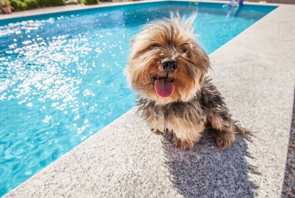 Dog sitting by swimming pool on sunny day - Stock Photo - Dissolve