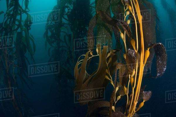 Close up underwater view of Kelp (macrocystis pyrifera) seed pods ...