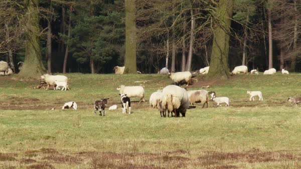 Flock of Schoonebeker heath sheep with frolicking lambs grazing ...