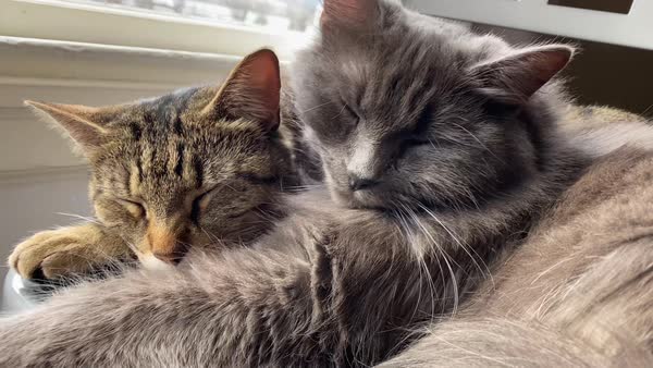 Two adorable sleepy cats cuddle together on a chair by the window ...