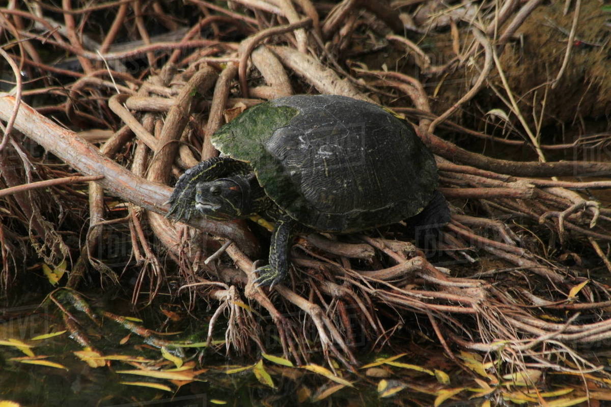 A Turtle Testudines shot closeup on tree roots that's sunning himself ...