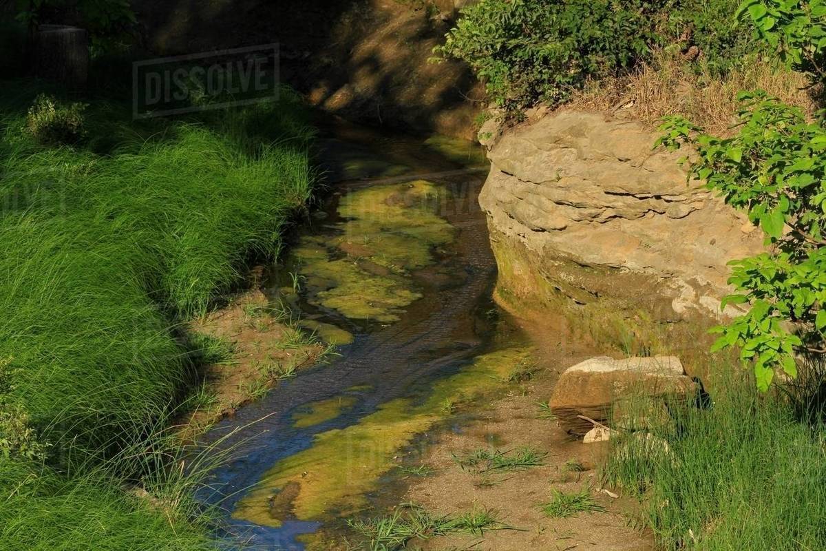 Country Spring water in a pasture with rocks and green grass, and ...