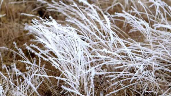 Patch of snowy grass in the Arctic tundra. - Stock Video Footage - Dissolve