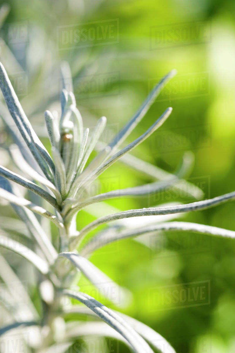 Rosemary, close-up - Royalty-free Stock Photo | Dissolve