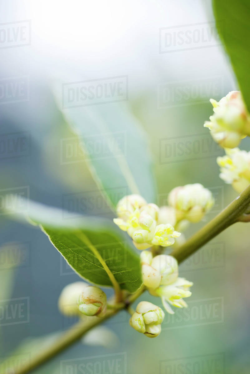 Flowering sapindaceae plant - Stock Photo - Dissolve