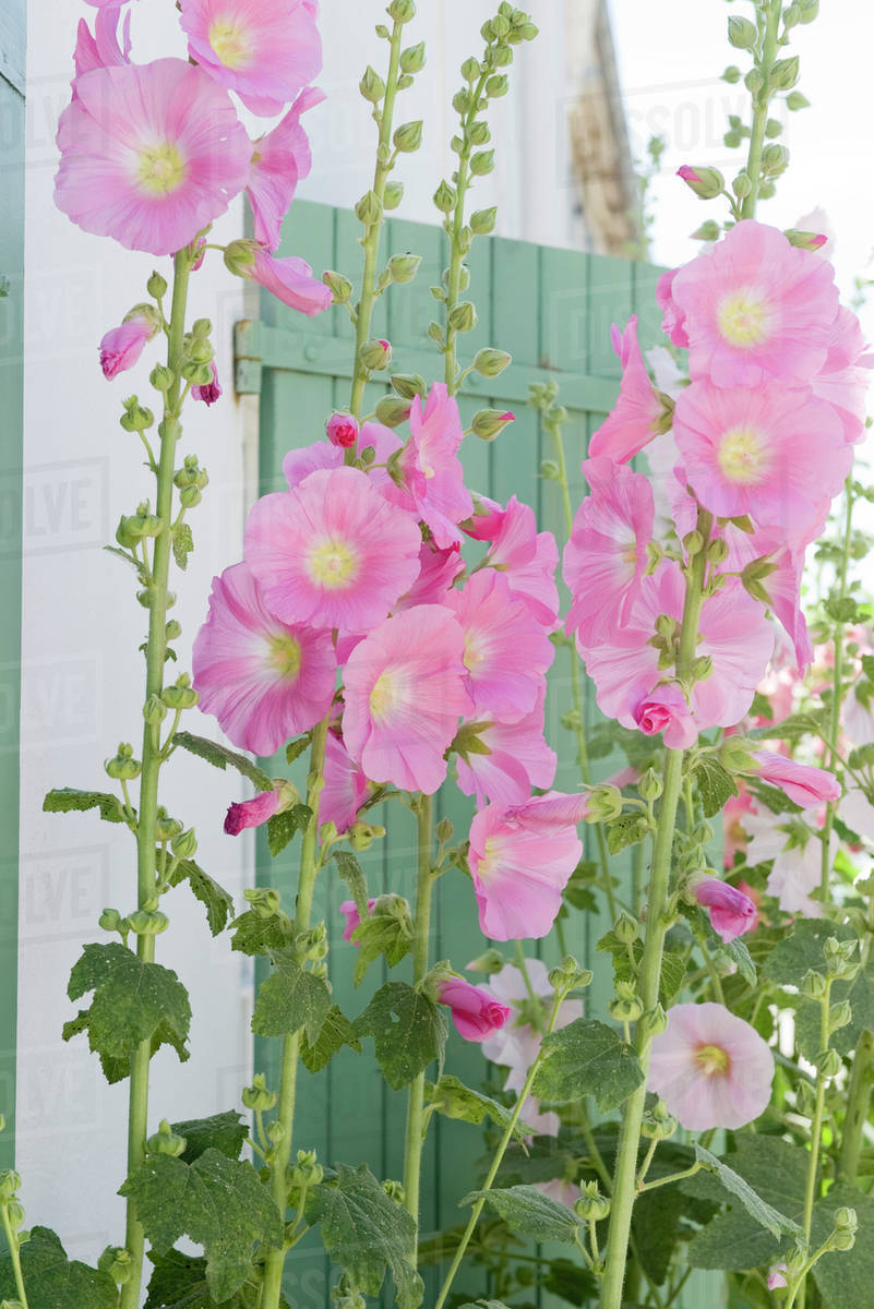 Pink hollyhocks - Royalty-free Stock Photo | Dissolve