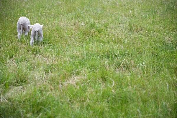 Lambs in pasture - Royalty-free Stock Photo | Dissolve