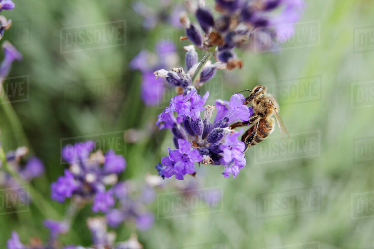 Bee gathering pollen on lavender - Royalty-free Stock Photo | Dissolve