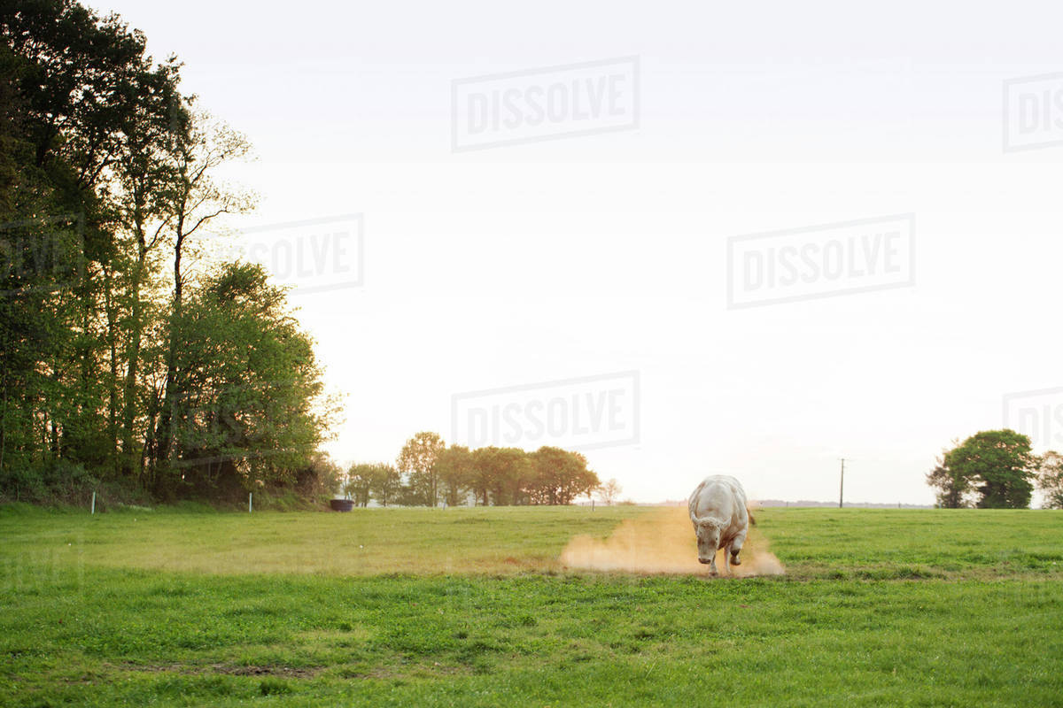 Cow scratching dusty ground in pasture - Royalty-free Stock Photo ...