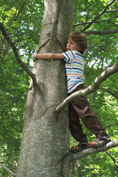 Boy standing in tree - Stock Photo - Dissolve
