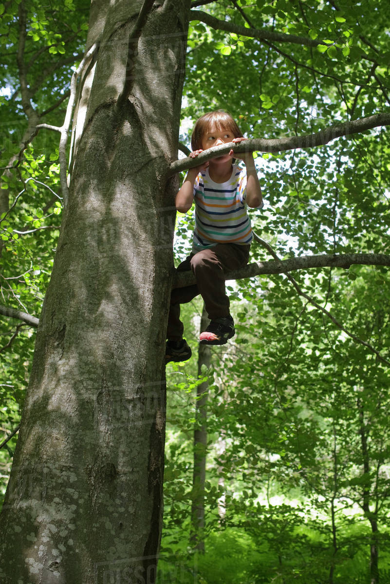 Boy sitting on tree branch in woods, low angle view - Stock Photo ...