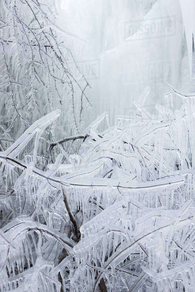 Branches covered in ice - Royalty-free Stock Photo | Dissolve