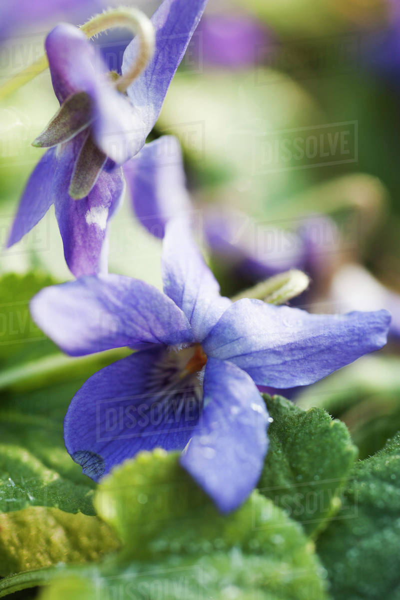 Violets, close-up - Royalty-free Stock Photo | Dissolve