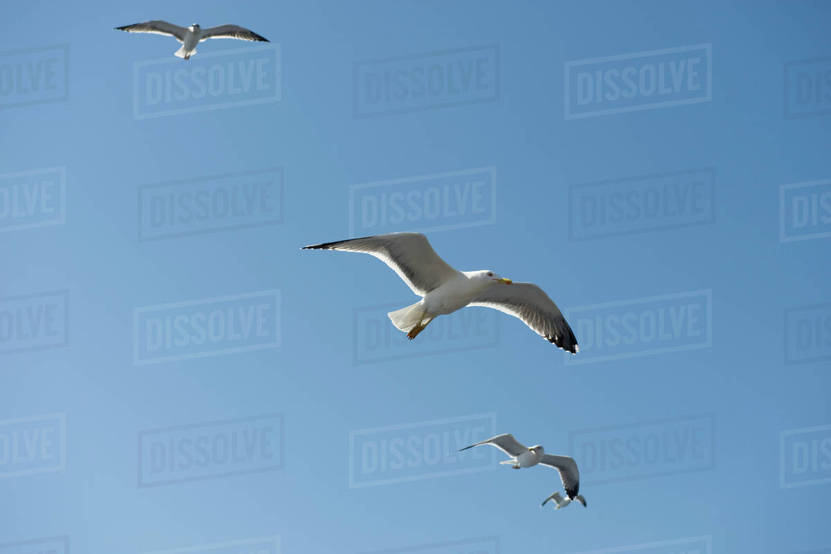 Gulls in flight - Royalty-free Stock Photo | Dissolve