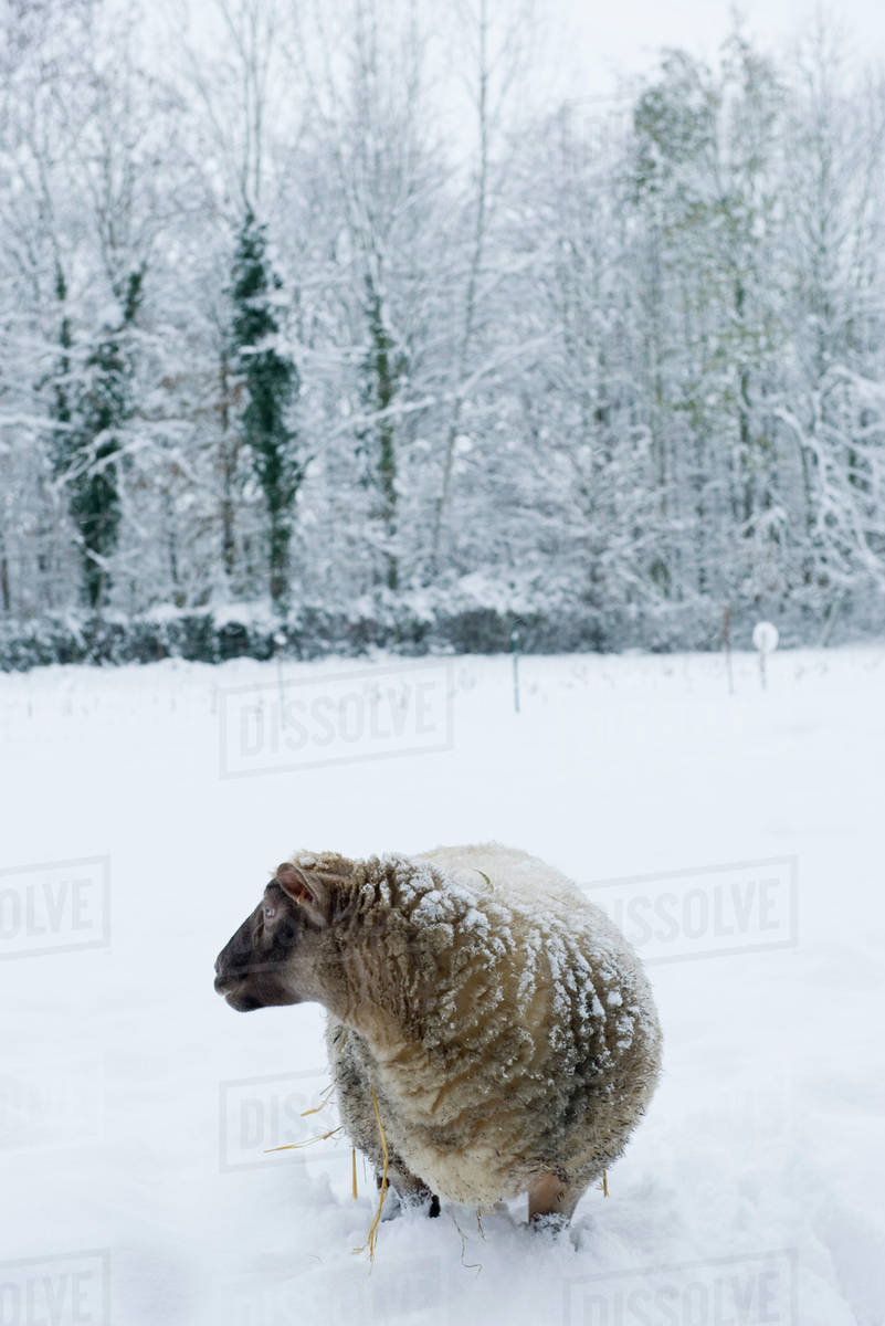 Sheep standing knee-deep in snow - Royalty-free Stock Photo | Dissolve