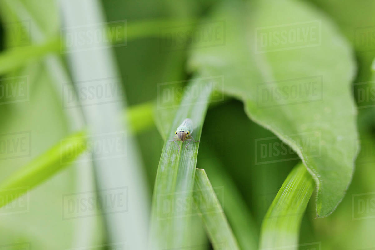 Insect on blade of grass - Stock Photo - Dissolve