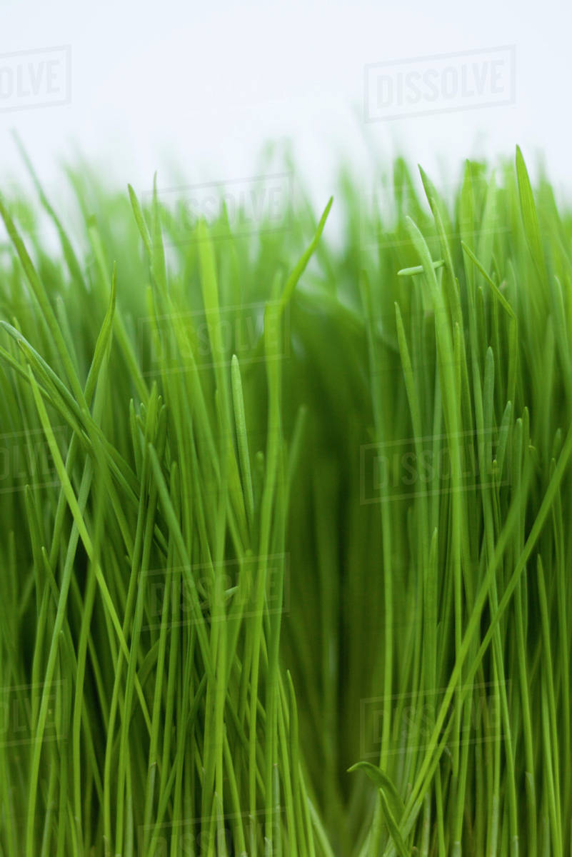 Grass, close-up - Royalty-free Stock Photo | Dissolve