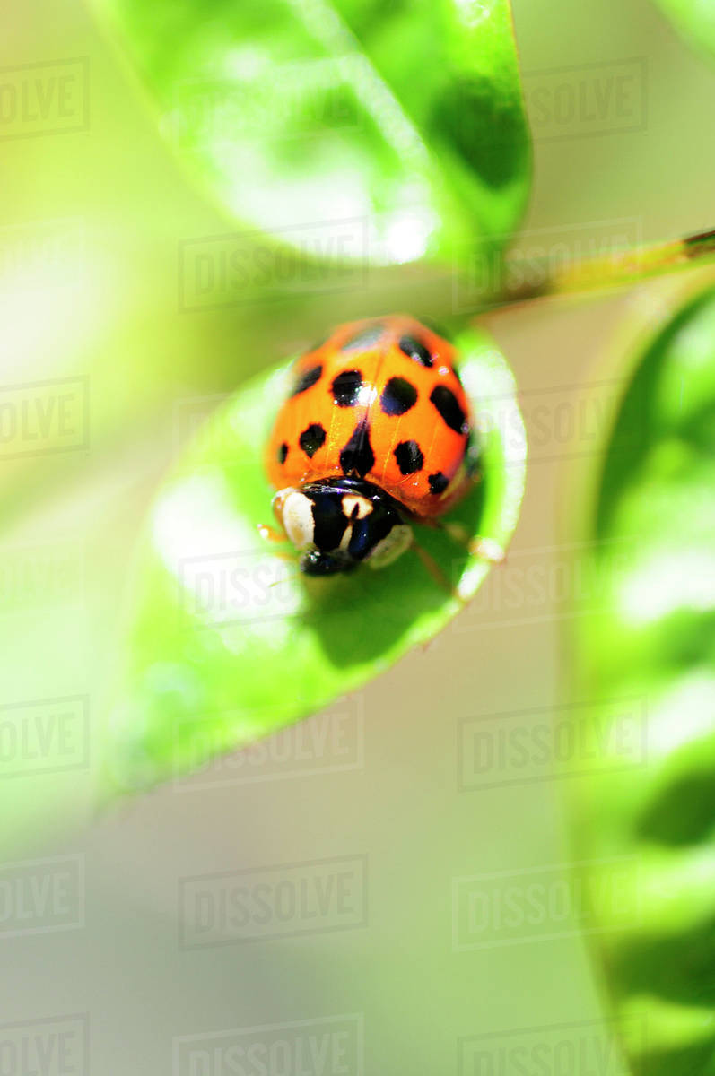 Ladybug crawling on leaf - Stock Photo - Dissolve