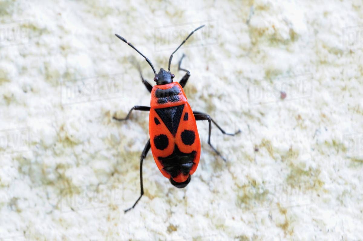 Firebug (Pyrrhocoris apterus) - Royalty-free Stock Photo | Dissolve