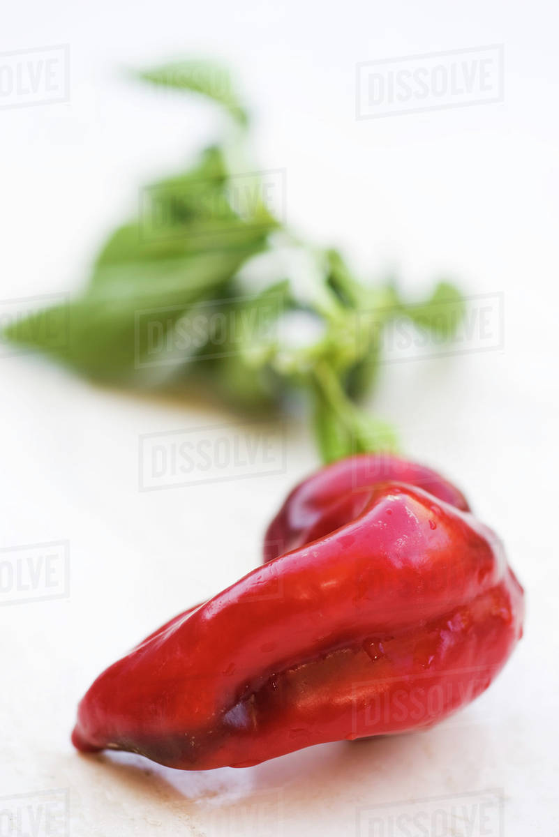 Fresh chili pepper - Royalty-free Stock Photo | Dissolve