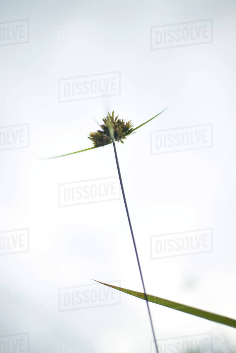 Blade of tall grass, low angle view - Royalty-free Stock Photo | Dissolve