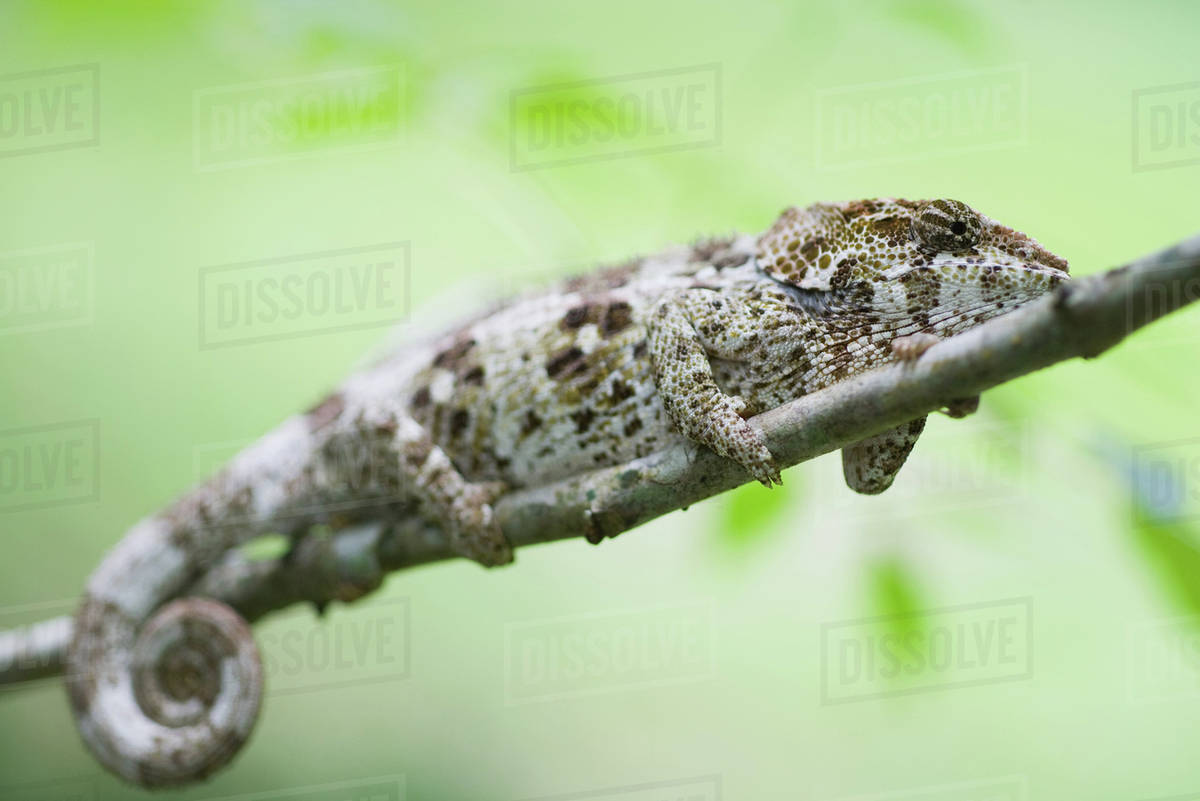 Chameleon resting on branch, side view, close-up - Royalty-free Stock ...