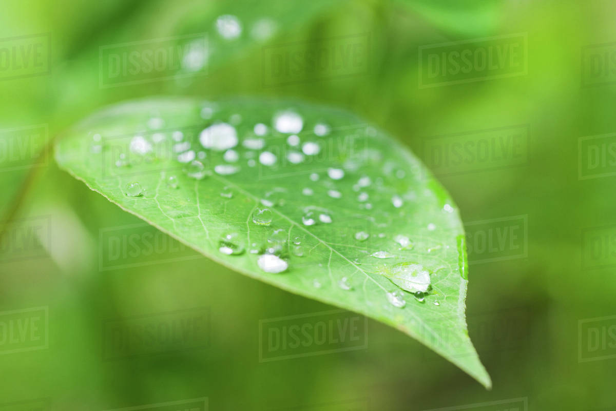 Dew drops on leaf, extreme close-up - Royalty-free Stock Photo | Dissolve