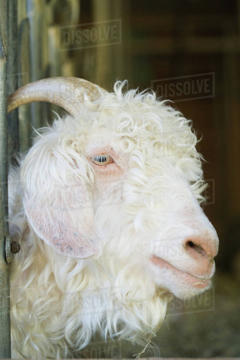 Angora goat, close-up - Royalty-free Stock Photo | Dissolve