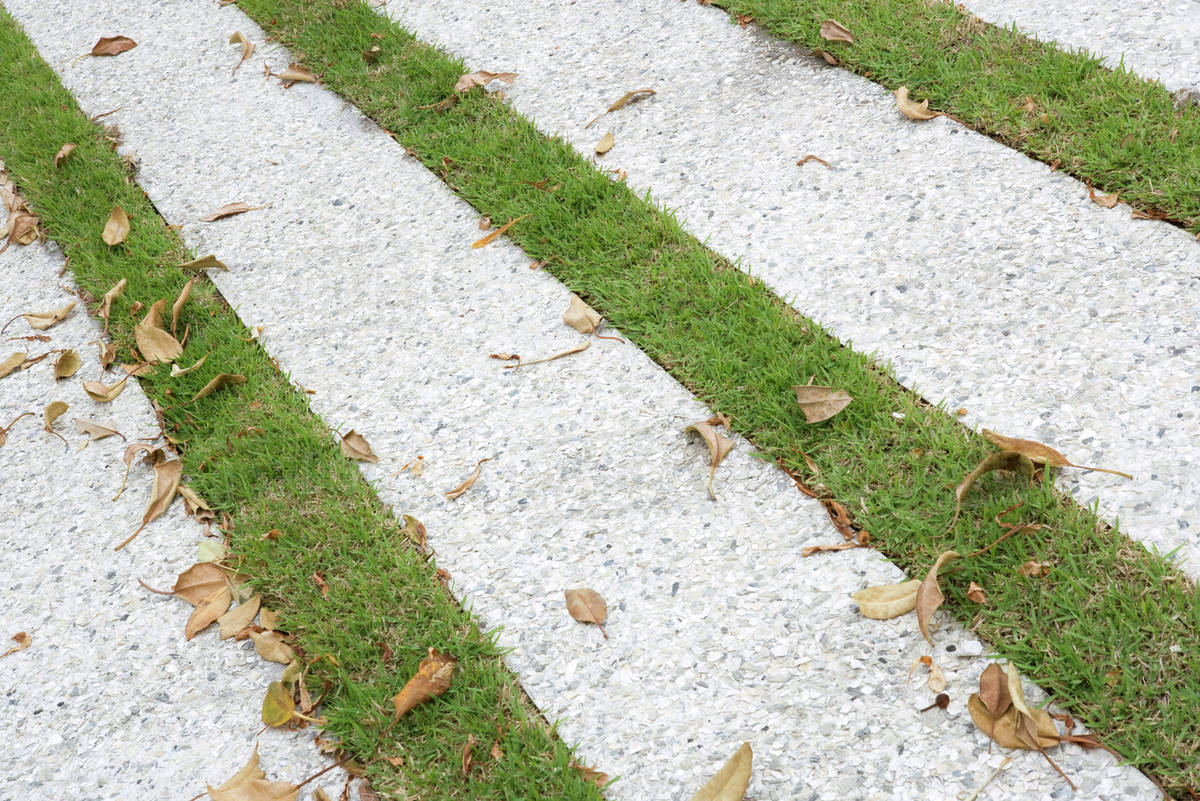 Paving stones and grass, close-up - Royalty-free Stock Photo | Dissolve