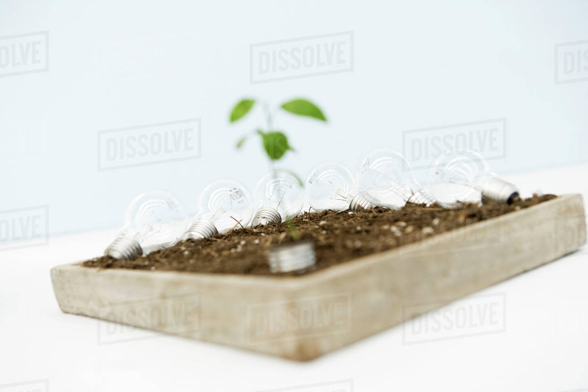Seedling and light bulbs growing in try of soil - Royalty-free Stock ...