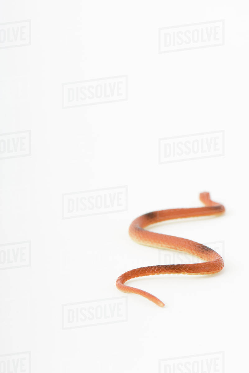 Toy snake, rear view - Royalty-free Stock Photo | Dissolve