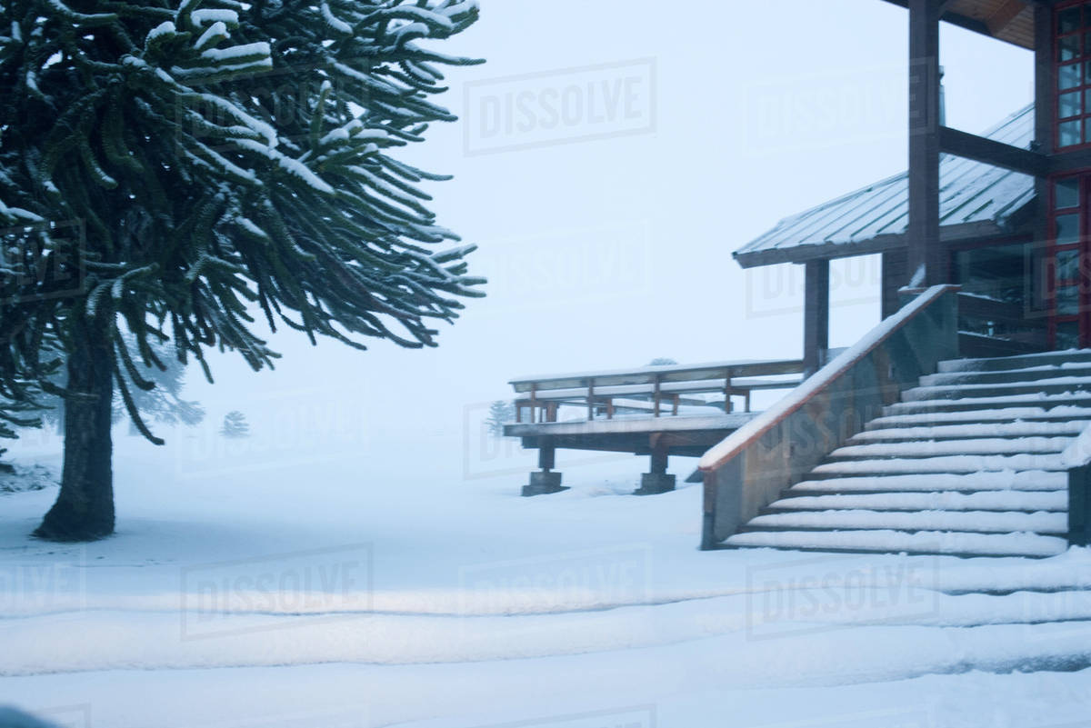 Snow-covered scene, steps leading to house and monkey puzzle tree, low ...